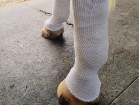 Equine Pastern Dermatitis - Pro Equine Grooms