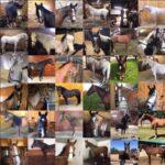 Meet Amanda - Groom and Clipper - Pro Equine Grooms