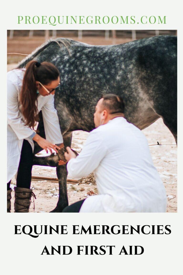 First Aid for Equine Emergencies - Pro Equine Grooms