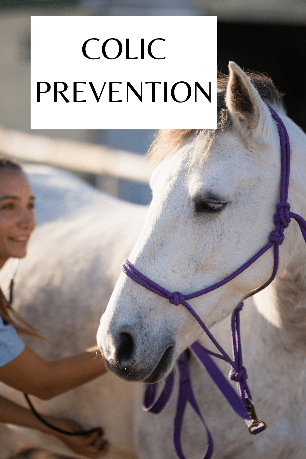 Colic Prevention in Horses - Pro Equine Grooms