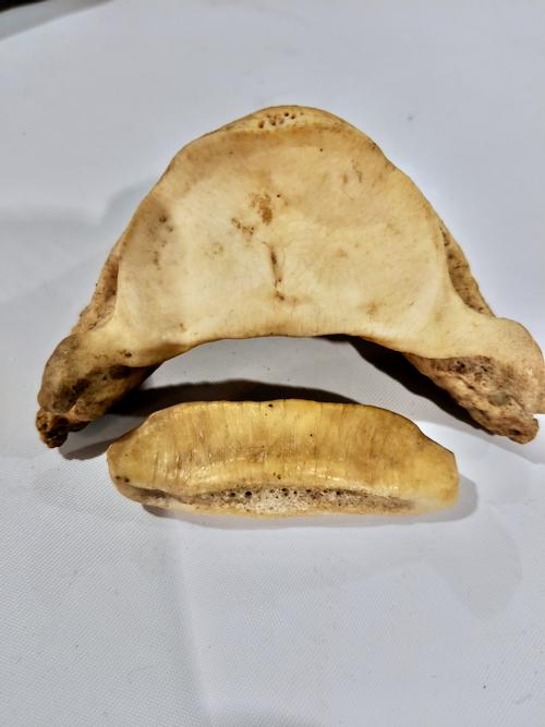 Easy Horse Hoof Anatomy - Pro Equine Grooms