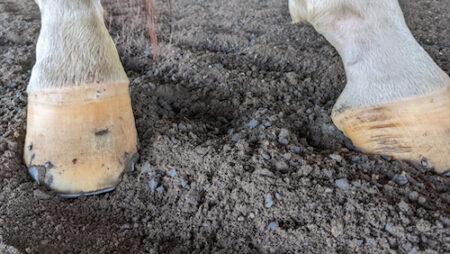15 Signs of Hoof Problems - Pro Equine Grooms