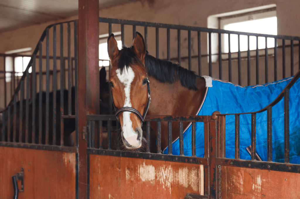 Horse Blanket Guide - Sizing, Styles, Care, and Washing