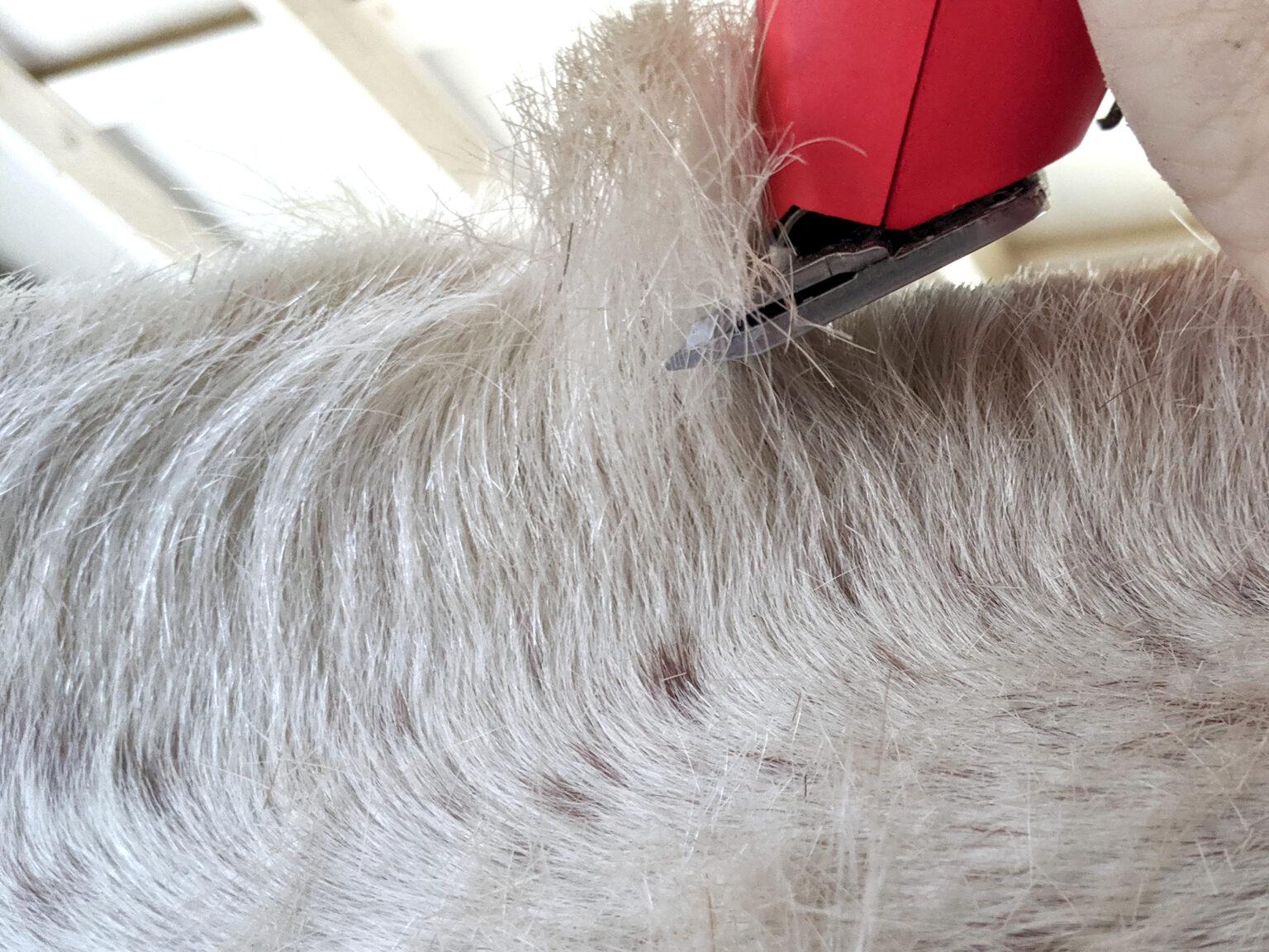 What Direction Do You Clip a Horse?