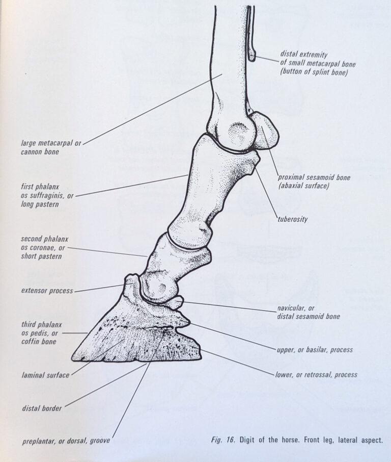 The Difference Between Laminitis and Founder