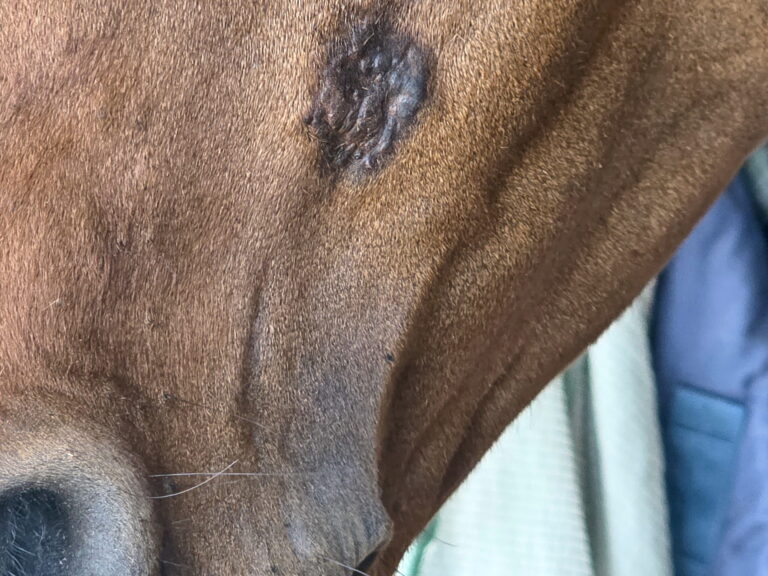 Sarcoids on Horses