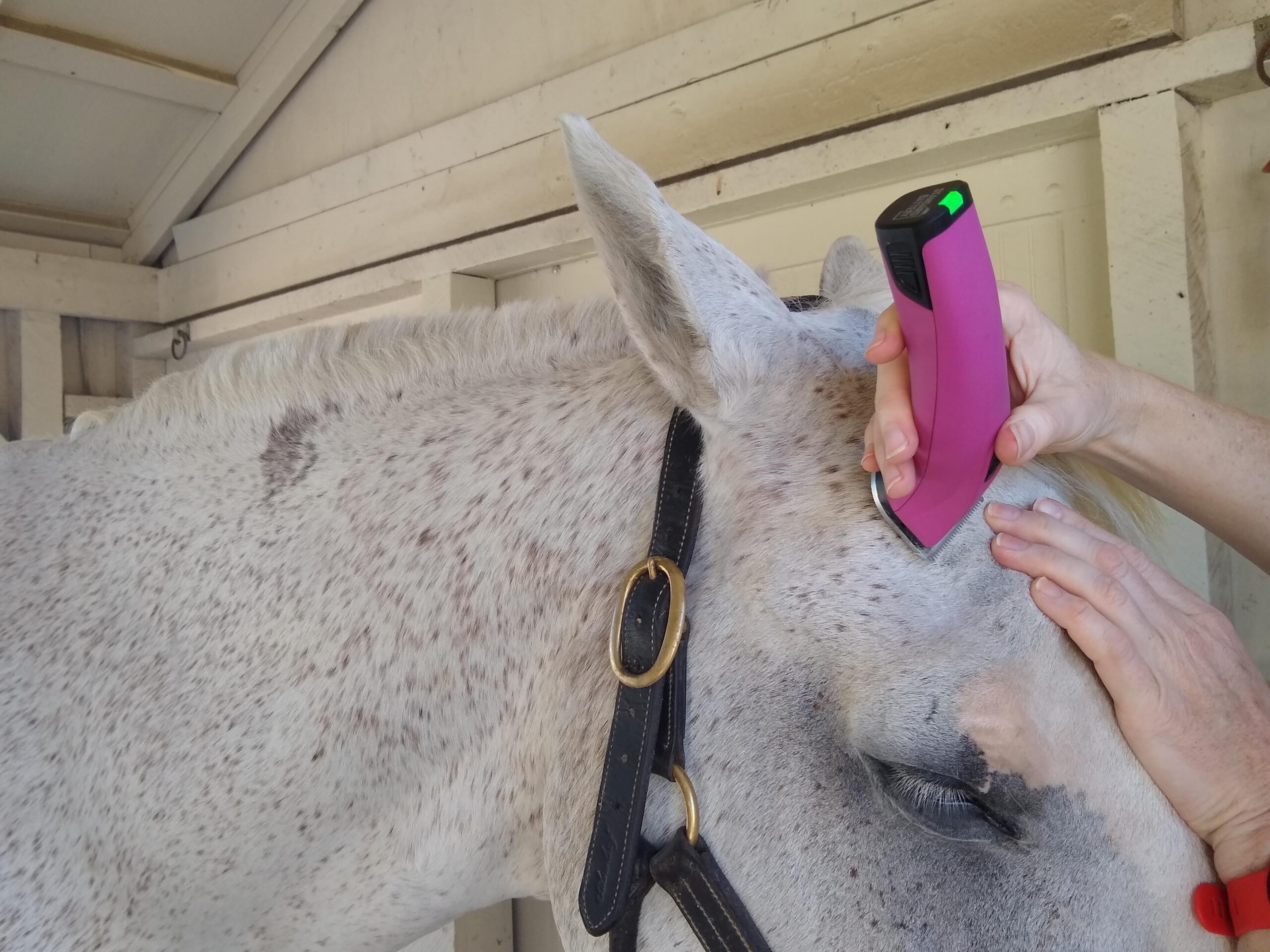 Clip A Nervous Horse - Tips for Training Confidence